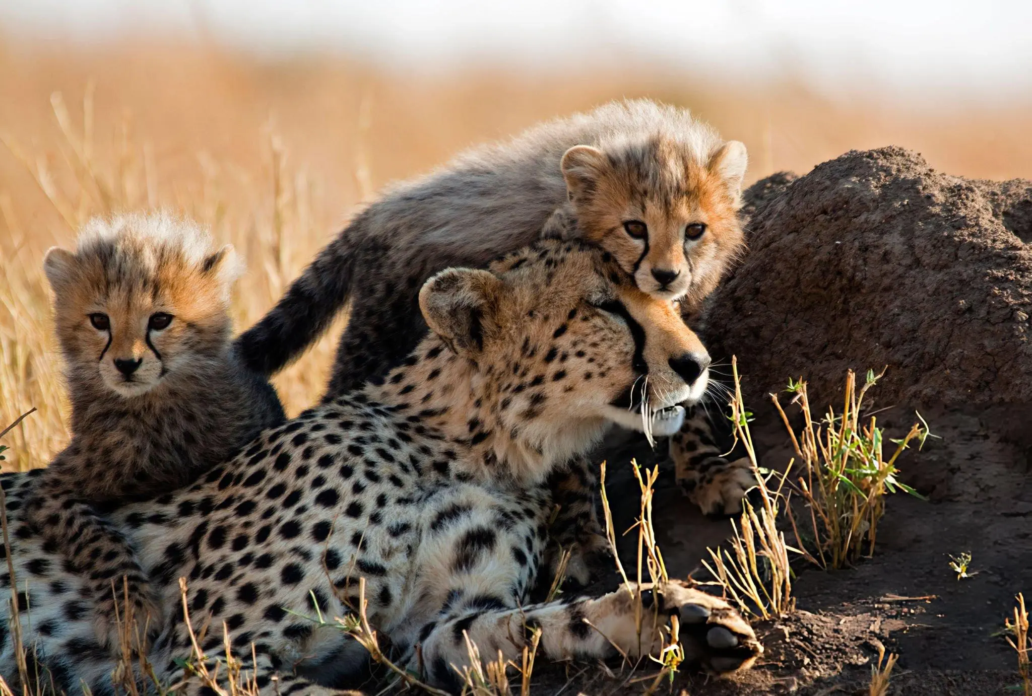 Asante Bibi Tours and Safaris Ltd